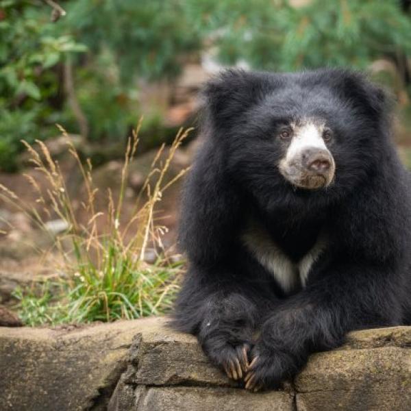Sloth Bear | Columbus Zoo and Aquarium